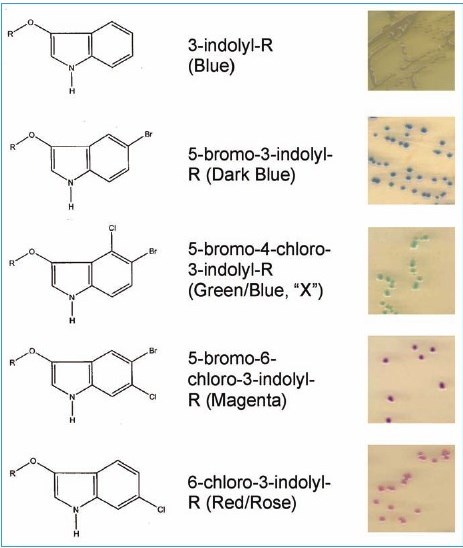 Medios cromogénicos: Bacteriología en color - Bioartis SRL